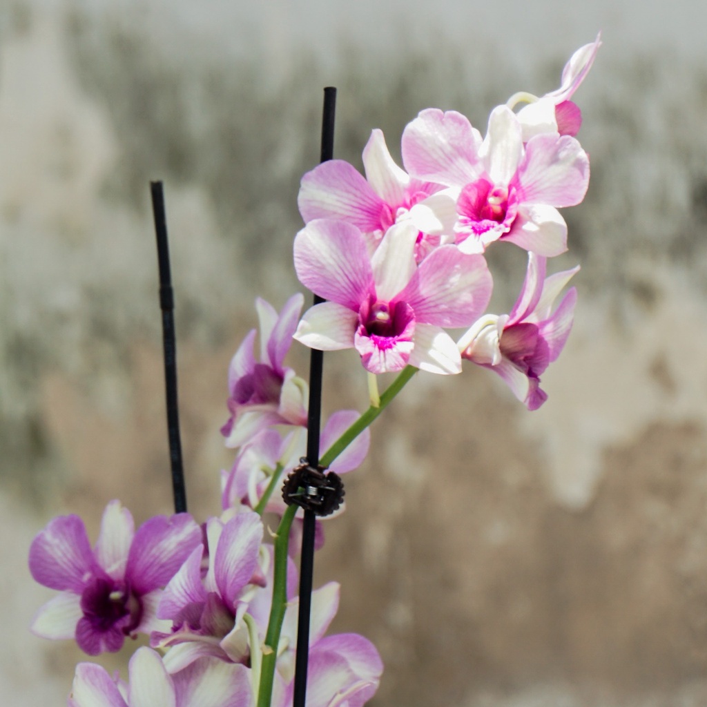 Jual Anggrek Dendrobium Hybrit-Dendrobium Jiad X Caesar Chiad-Anggrek | Shopee Indonesia