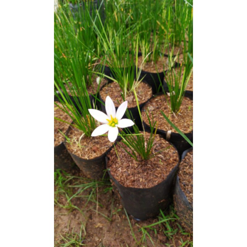 Jual tanaman Lily rain putih | Shopee Indonesia