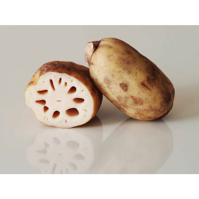 Jual Lotus Root Fresh | Shopee Indonesia