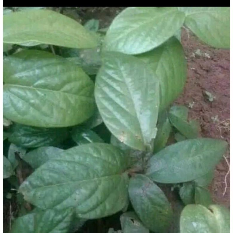 Jual Daun herbl singa depa obat herba 100 grm | Shopee Indonesia