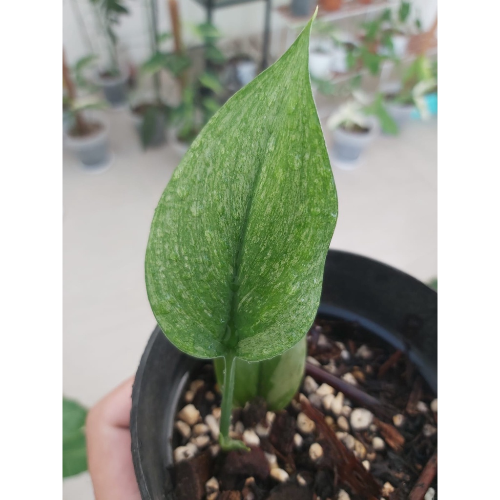 Jual Scindapsus mint / scindapsus mint variegata / scindapsus mint ...