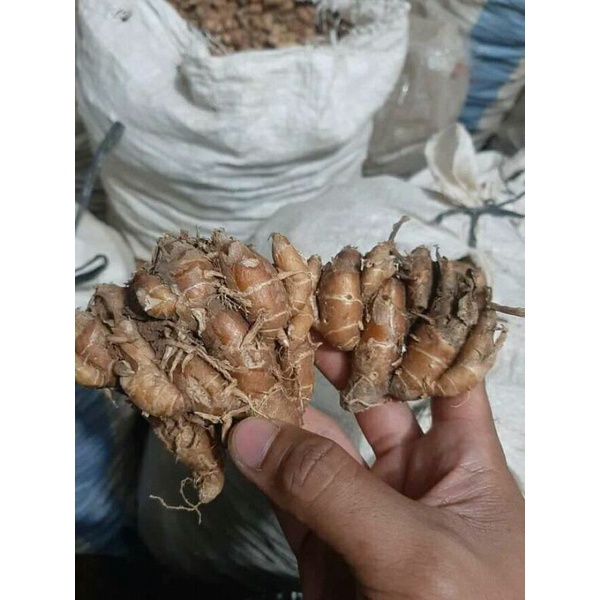 Jual Kencur Segar(Empon2),Bumbu Dapur, Obat Herbal 100 gr | Shopee ...