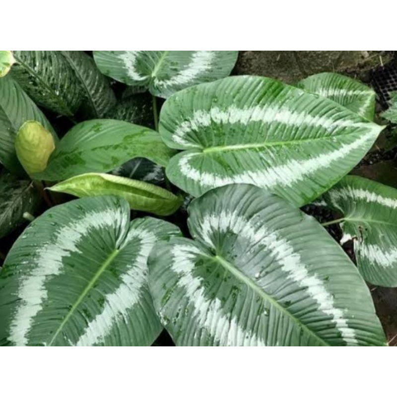 Jual bonggol 1 kg | Shopee Indonesia
