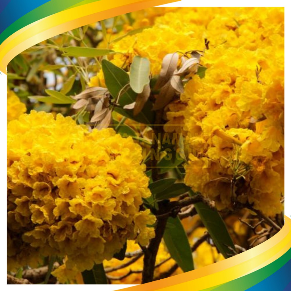 Jual Bibit Pohon Hias Tabebuya Bunga Kuning | Shopee Indonesia