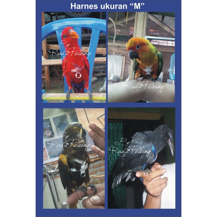 Jual HARNESS "M" PARROT JENIS SUN CONURE, NURI, LORY ,RINGNECK, BETET ...