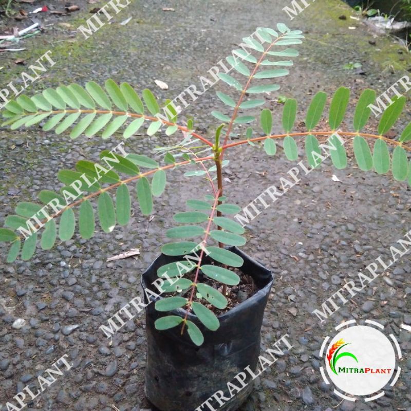 Jual Bibit Pohon Bunga Turi Merah - Tanaman Kembang Turi Merah ...