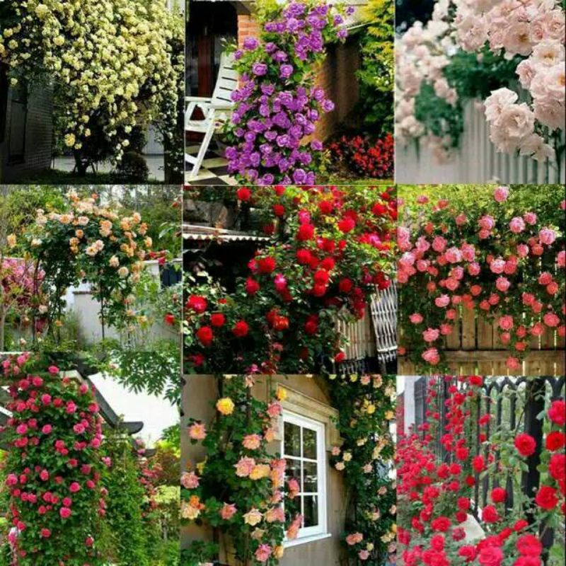 Jual Biji Bunga Mawar Merambat Impor Thailand | Shopee Indonesia