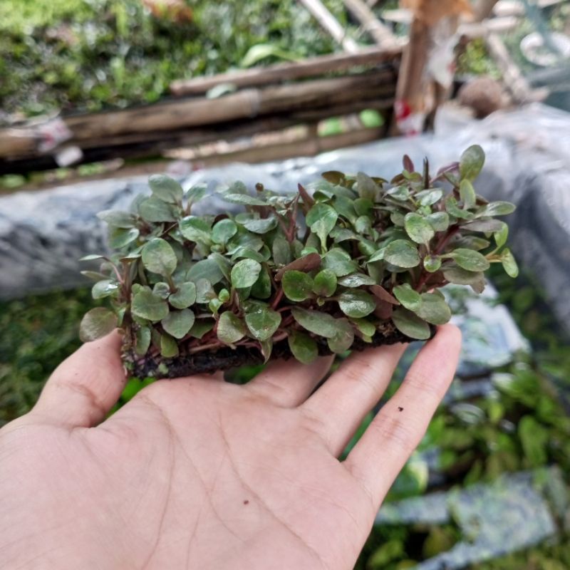 Jual lobelia cardinal tanaman aquascape lempeng | Shopee Indonesia