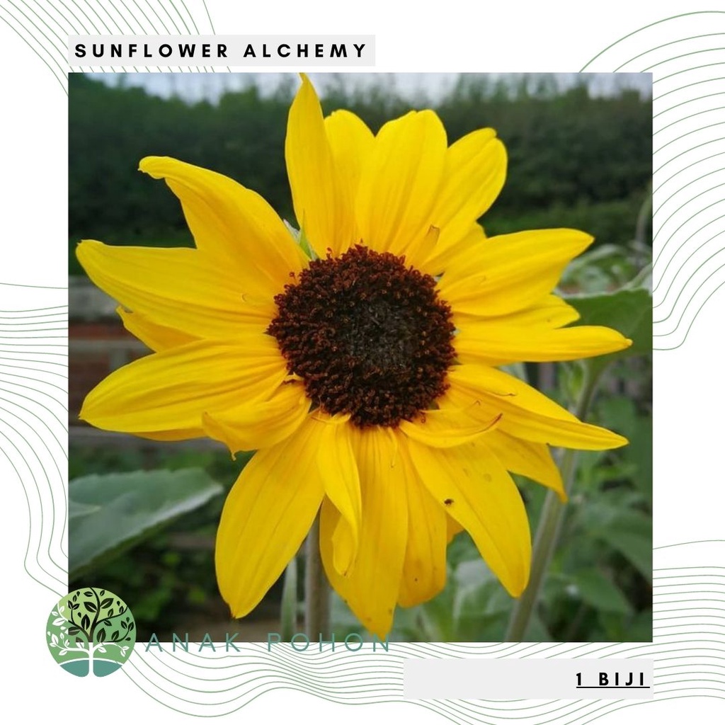 Jual Benih Bibit Biji - Sunflower Alchemy Bunga Matahari Flower Seeds ...