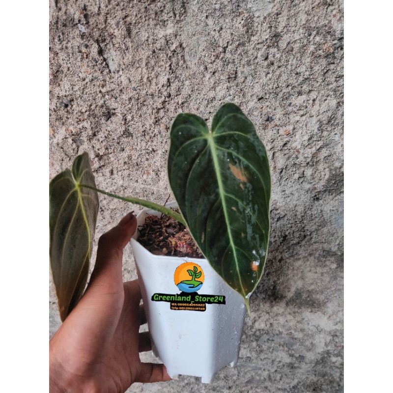 Jual philodendron melanochrysum - Philo Melano - philodendron ...
