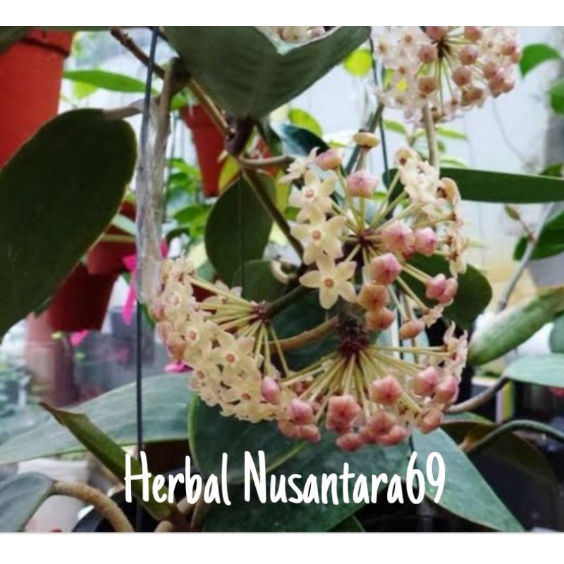 Jual Anggrek Hoya Macrohylla / Hoya Daun Jumbo | Shopee Indonesia