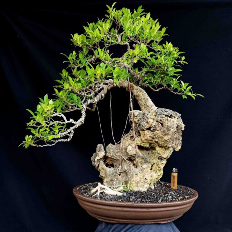 Jual Detail Produk Bonsai Tanaman Hias Pohon Beringin Kimeng On The ...