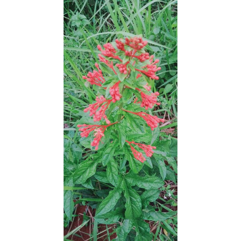 Jual Tanaman hias pohon pagoda bunga merah | Shopee Indonesia