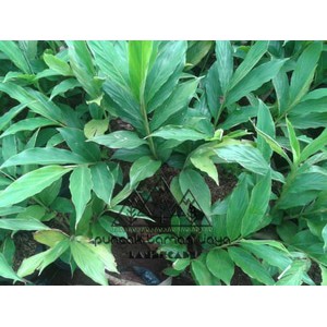 Jual Tanaman Honje Onje Kecombrang Hias | Shopee Indonesia