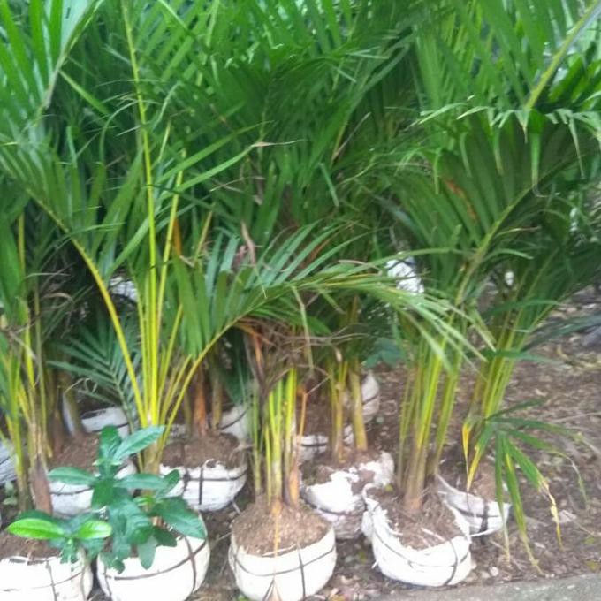 Jual Pohon Palem Kuning Tinggi 1 Meter-1.2 Meter | Shopee Indonesia