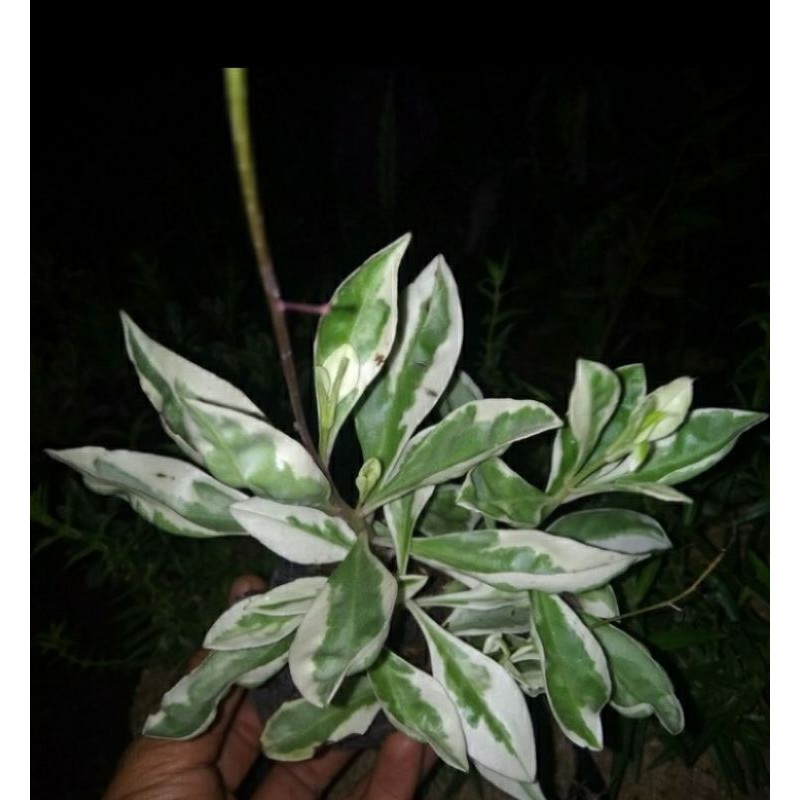 Jual Tanaman Hias Zig Zag Varigata - Zig Zag Varigata Tanaman Hidup ...