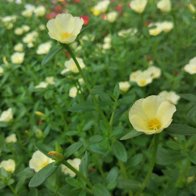 Jual Krokot hijau epal 7 stek batang | Shopee Indonesia