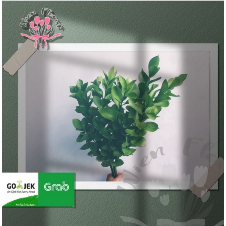Jual DAUN RUSCUS | Shopee Indonesia