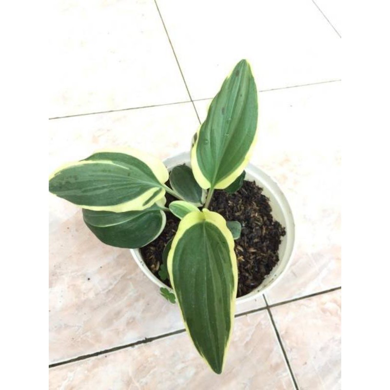 Jual tanaman hias keladi lidah katak varigata | Shopee Indonesia
