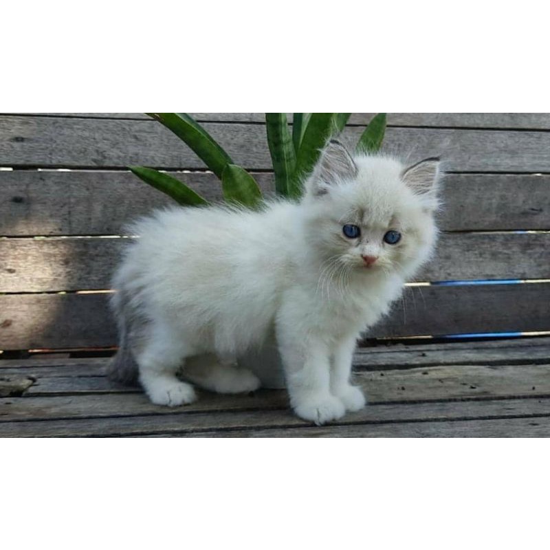 Jual kucing ragdoll | Shopee Indonesia