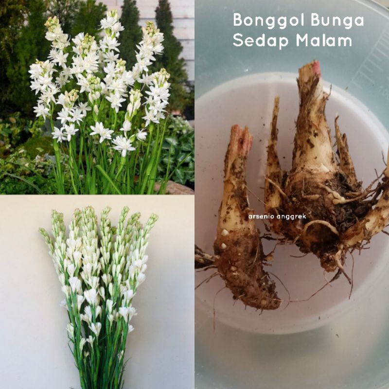 Jual Bonggol / Umbi Super Bunga Sedap Malam | Shopee Indonesia