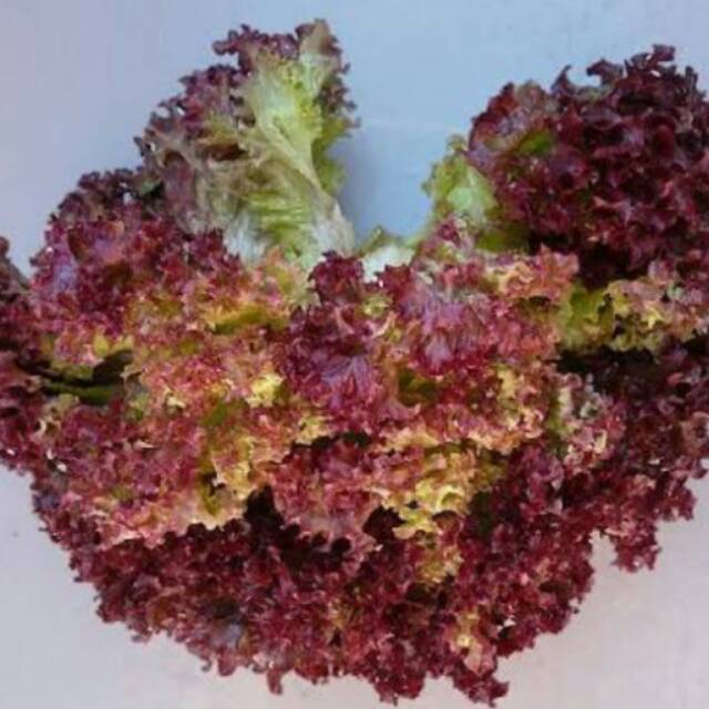 Jual Biji Selada Merah / Selada Red Rapid Lettuce (Isi 50 biji ...
