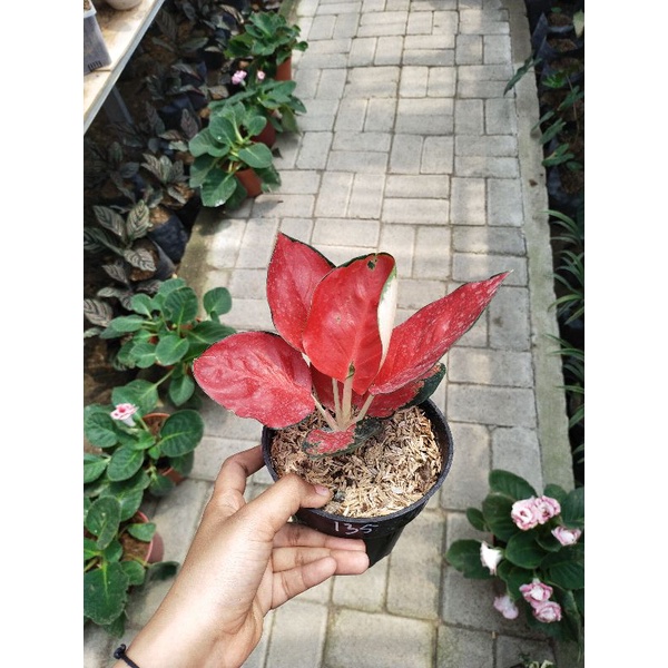 Jual TANAMAN HIAS SUKSOM ( FREE POT ) | Shopee Indonesia