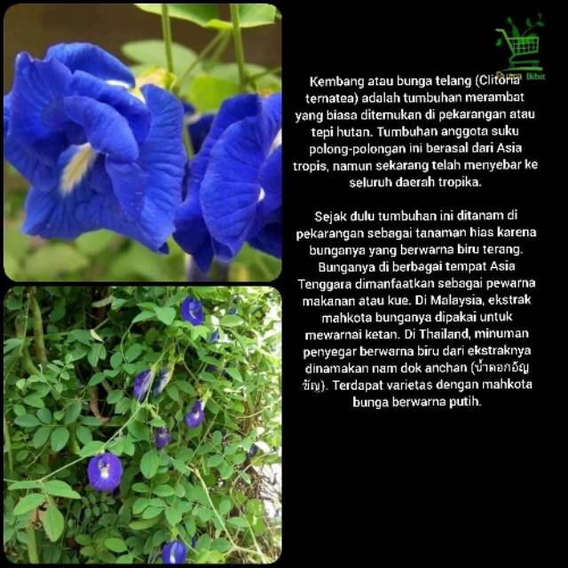 Jual Bibi tanaman Bunga telang Kembang Teleng -Telong-Teleng-Tanaman ...