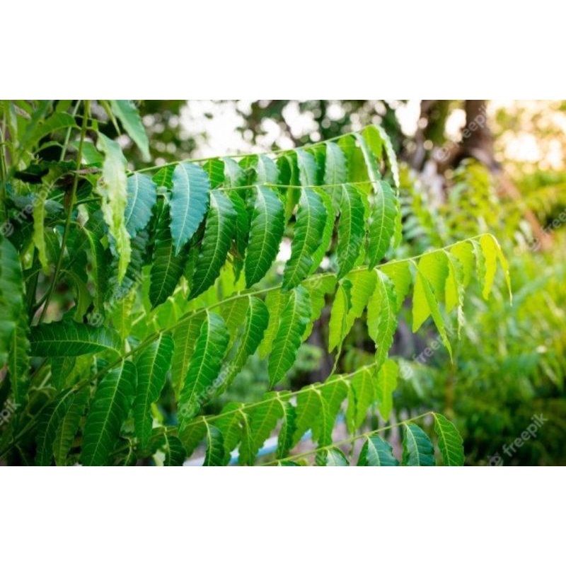 Jual Daun mimba atau mindi segar 500 gram | Shopee Indonesia