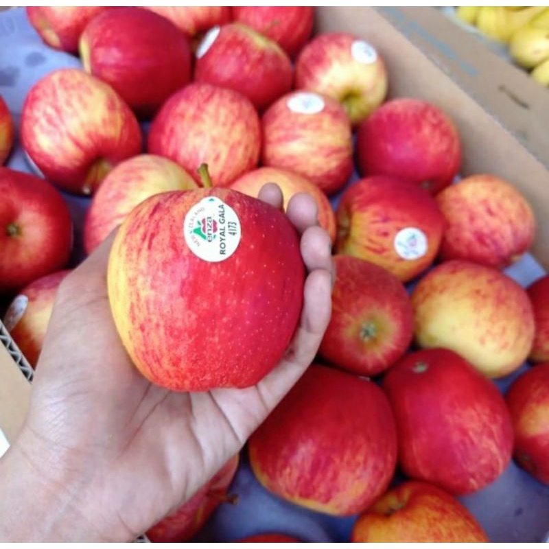 Jual Apel royal gala new Zealand super | 1 kg | Shopee Indonesia