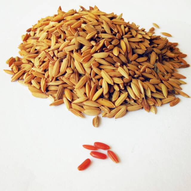 Jual Benih Padi Merah Organik | Bibit Padi Beras Merah | Shopee Indonesia
