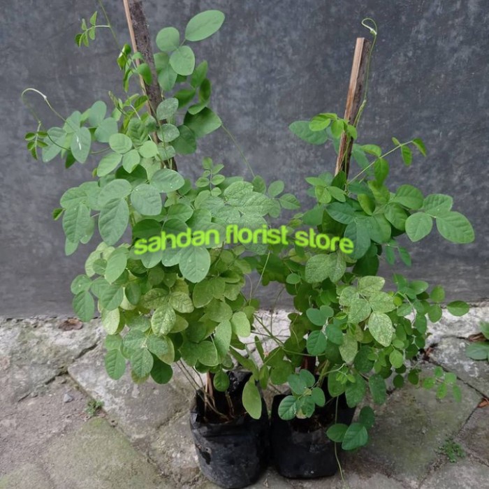 Jual tanaman rambat kembang telang/pohon telang/obat herbal/bunga ...