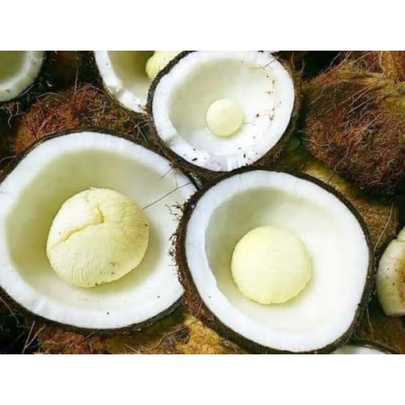 Jual Kentos Kelapa Murni dan Segar (Tombong) | Shopee Indonesia