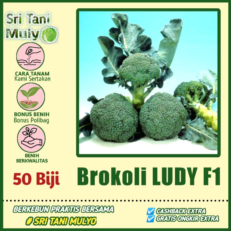 Jual 50 Biji - Benih Brokoli Hijau LUDY F1 IMPORT - Toleran Panas ...