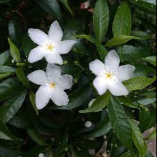 Jual Tanaman bunga mandakaki/mondokaki | Shopee Indonesia