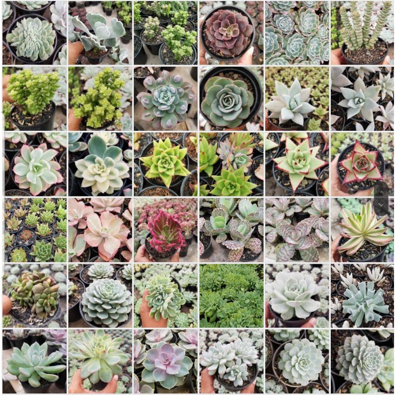 Jual paket sukulen mini 20 pcs | Shopee Indonesia