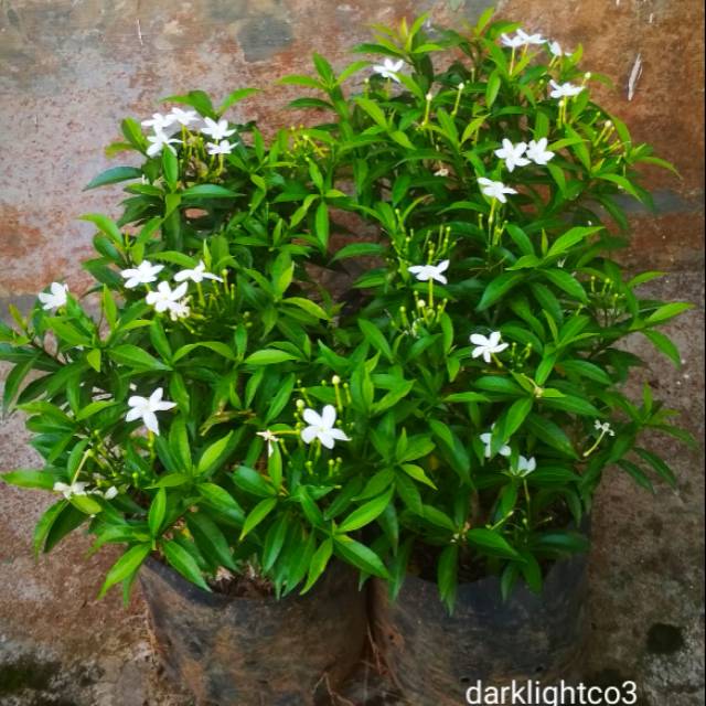 Jual Tanaman Hias Taman Bunga Rombusa Mini - Sabrina Mini Hijau ...