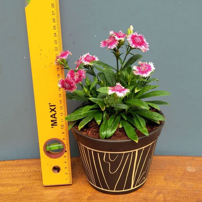 Jual tanaman anyelir bunga merah putih/dianthus red picotee | Shopee ...