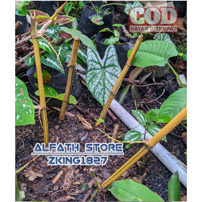 Jual BAMBU KUNING STEK BIBIT PENANGKAL SETAN | Shopee Indonesia