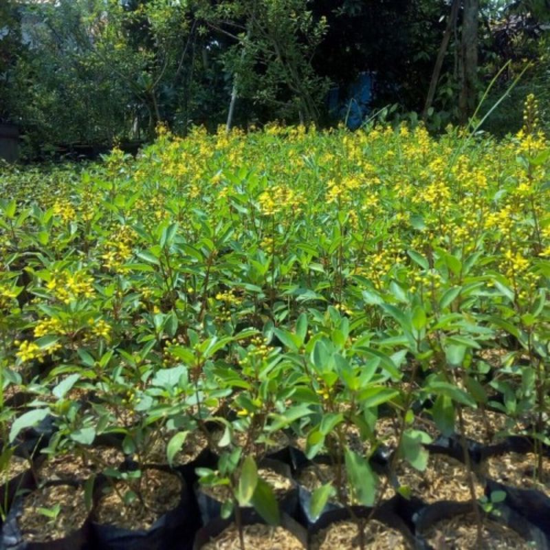 Jual cod bunga vegetasi lebah bunga hujan mas | Shopee Indonesia