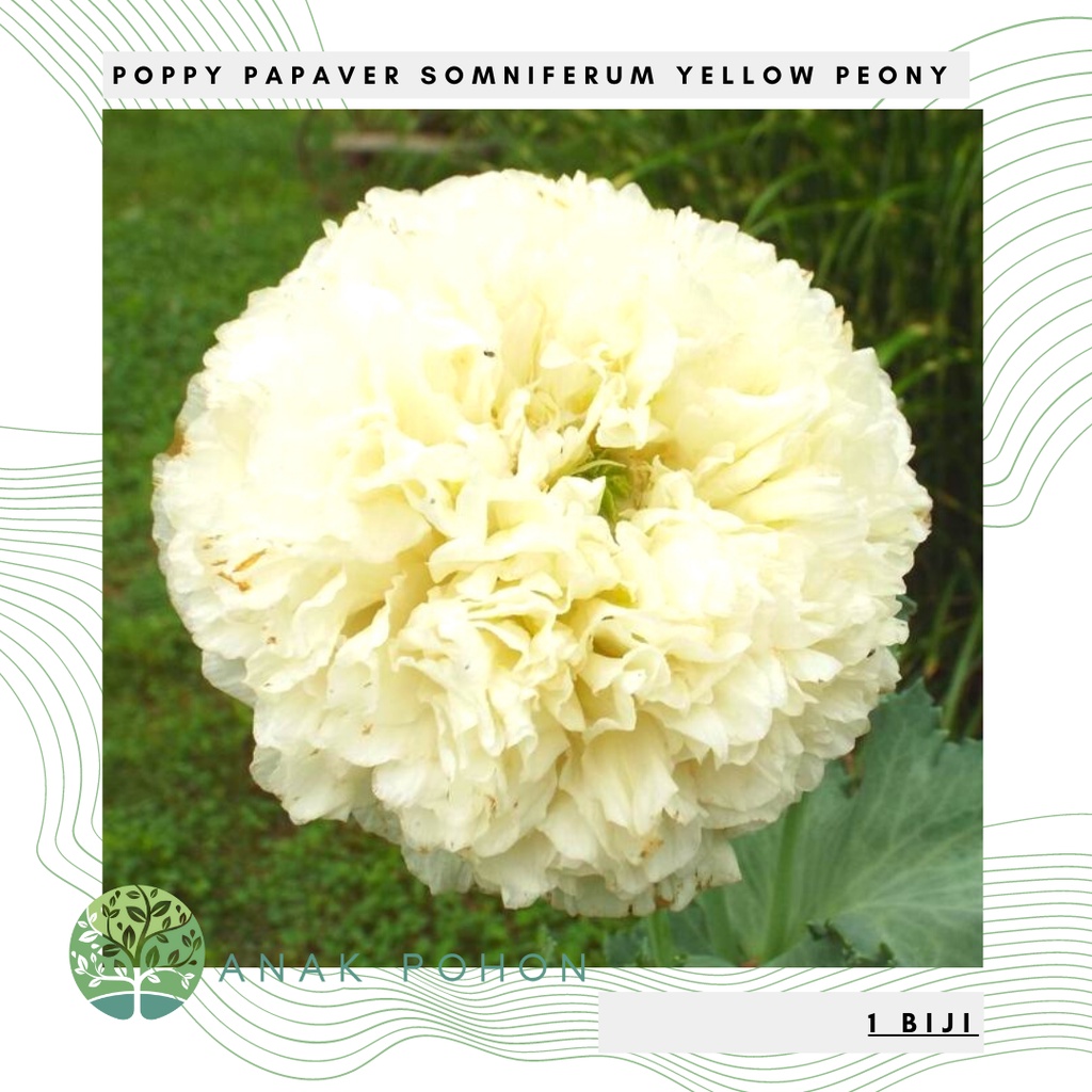 Jual Benih Bibit Biji - Bunga Poppy Papaver Somniferum Yellow Peony ...