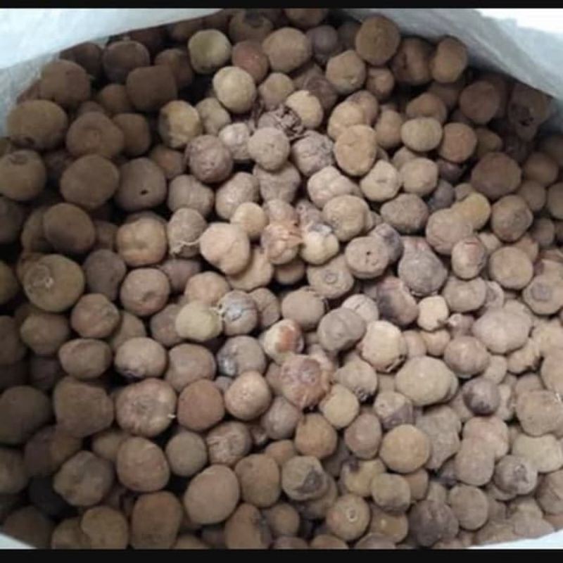Jual biji atau benih pohon jati siap semai kemasan 1kg | Shopee Indonesia