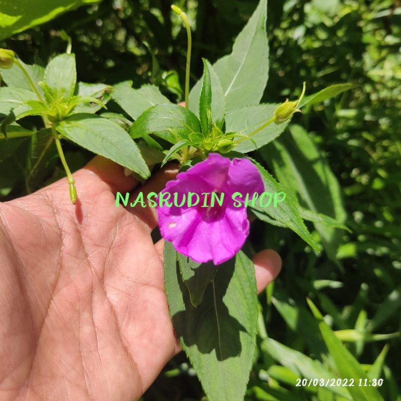 Jual TANAMAN HIAS PACAR AIR 3 POHON / PACAR AIR BUNGA UNGU POHON ...