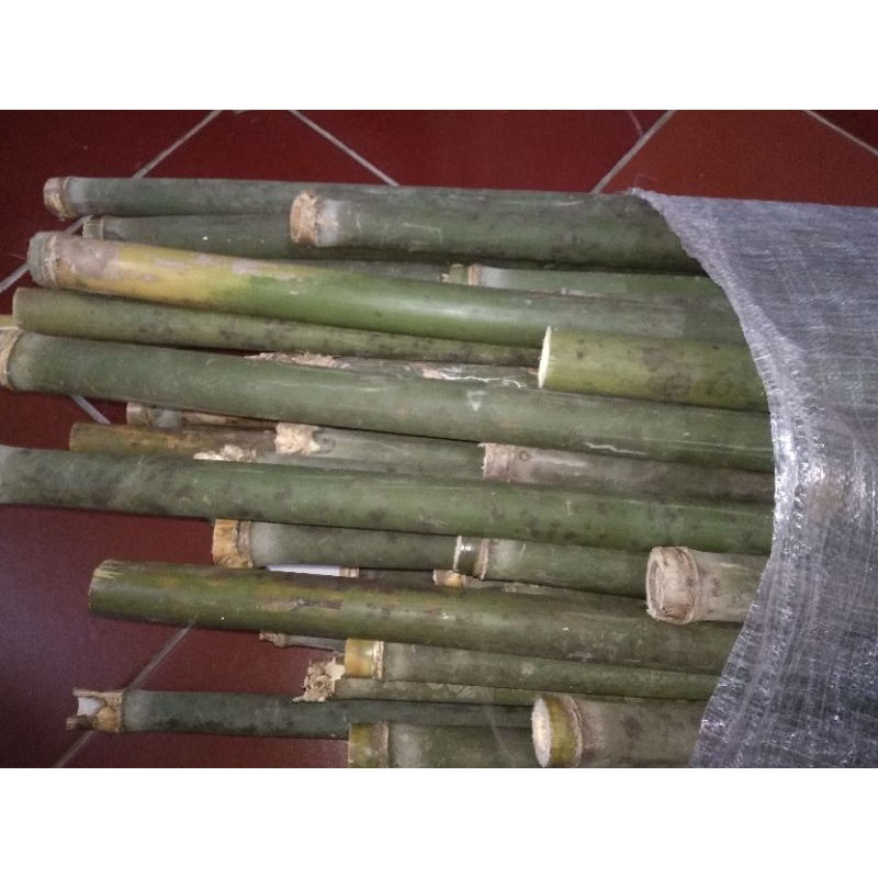 Jual bambu tamiang panjang 40-50-60 cm | Shopee Indonesia
