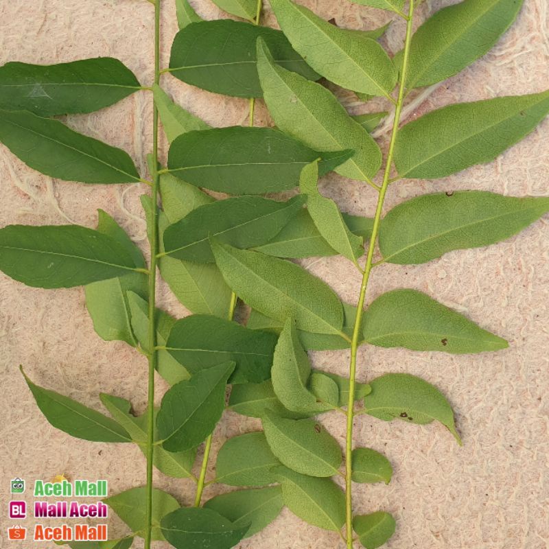 Jual Daun Temurui aceh / salam koja / daun kari harum segar | Shopee ...