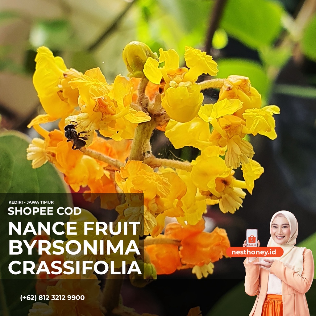 Jual Nancy / Nance Fruit / Byrsonima Crassifolia / Plum Itali | Shopee ...