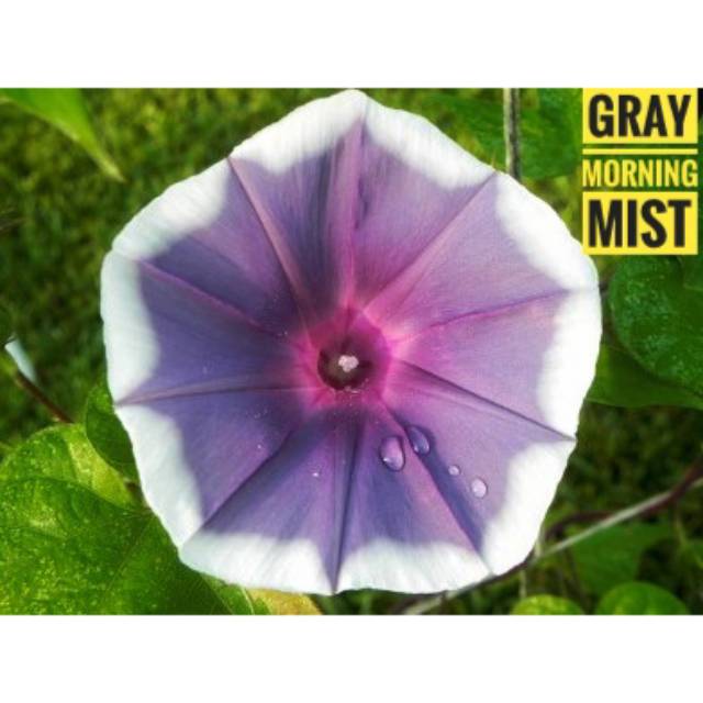 Jual Morning Glory Gray Morning Mist | Shopee Indonesia