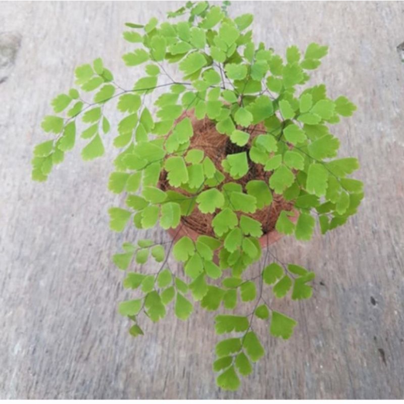 Jual Tanaman Paku suplir,Tanaman Hias paku suplir | Shopee Indonesia