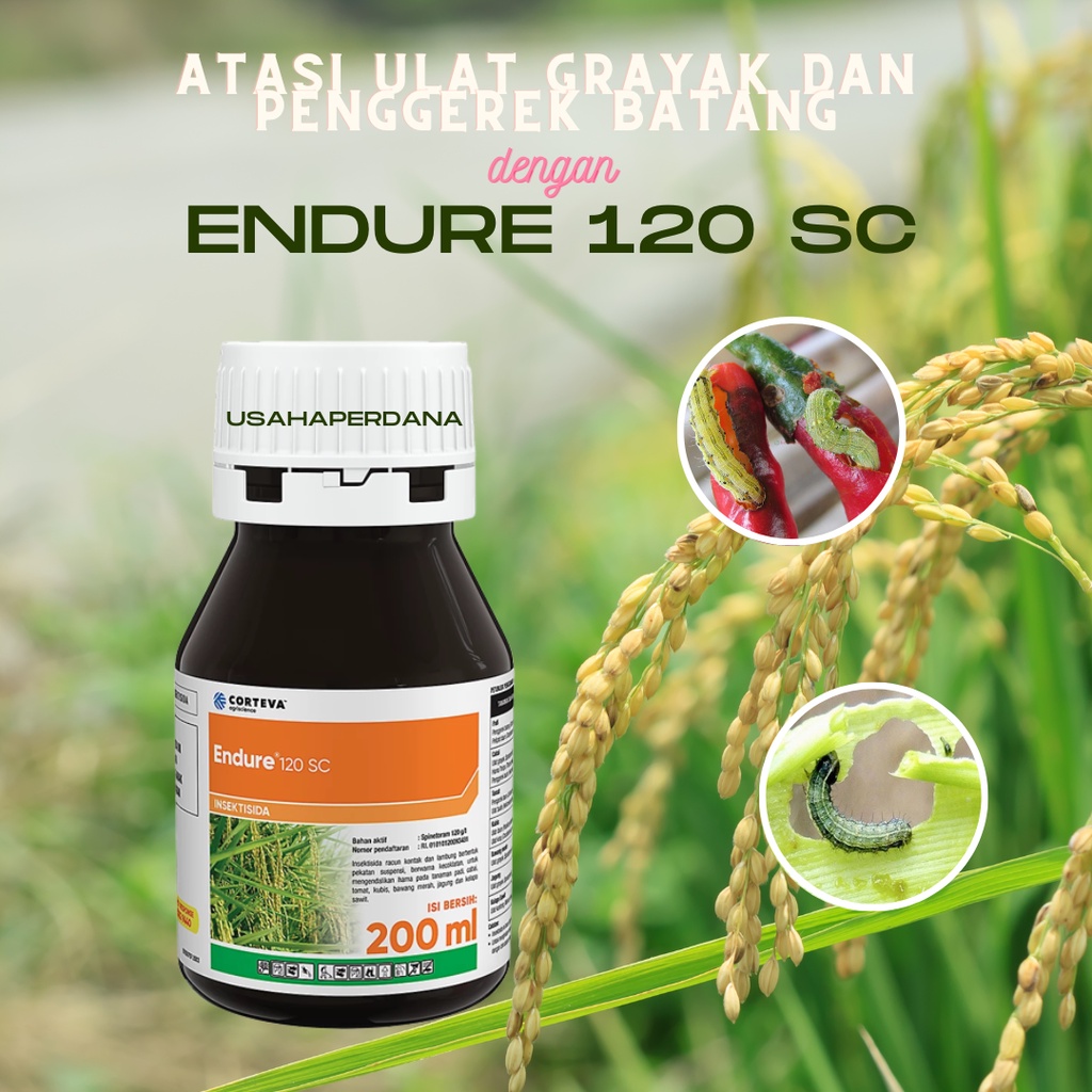 Jual Insektisida Endure 120 SC Racun Pembasmi Hama Penggerek Batang ...