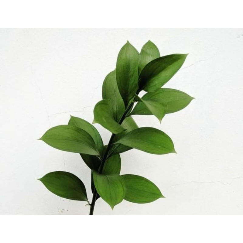 Jual Daun Ruskus potong (pelengkap rangkaian bunga) | Shopee Indonesia